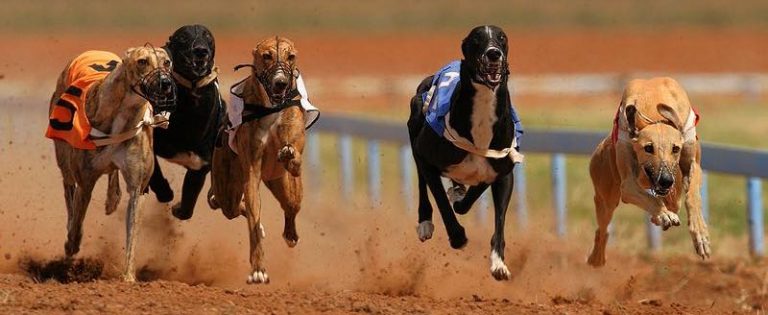 Greyhound Racing Betting Sites - BestBettingSitesUK.com
